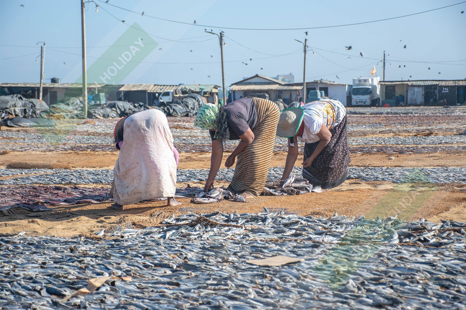 Green Holiday Travels - Sri Lanka | Tour Packages | Hotel Bookigs ...