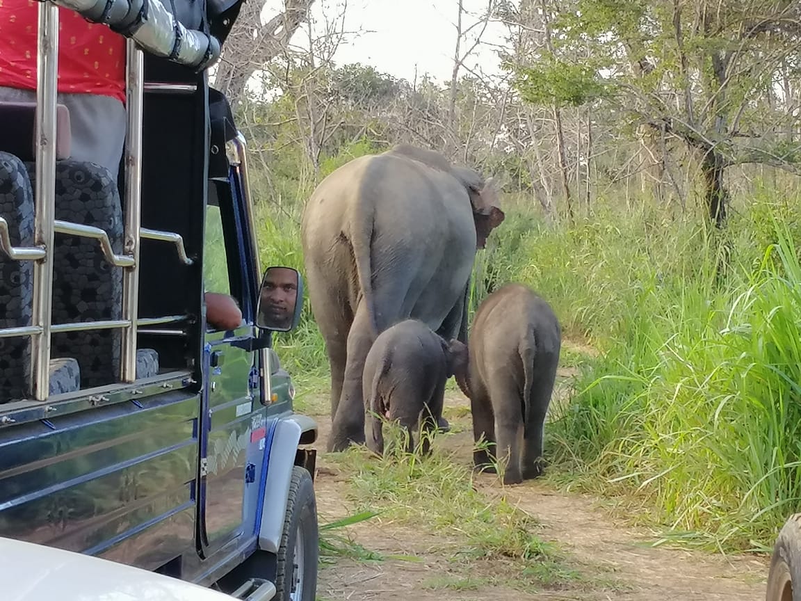 10 Days Discovery of Historical and Nature's Wonders of Sri Lanka ...
